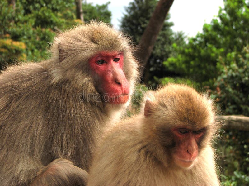 Makiety japońskie zdjęcie stock. Obraz złożonej z japończycy - 31336038