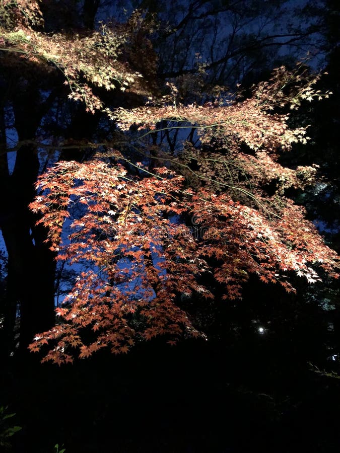 Night maple stock image. Image of tree, night, leaves - 261343303