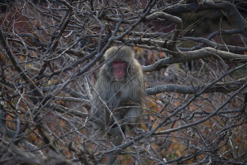 Japan Monkey on Tree Branches Stock Image - Image of japan, japa: 201282737