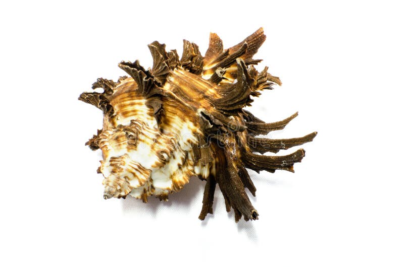 Sea shell: radix murex stock photo. Image of vacation - 22982630