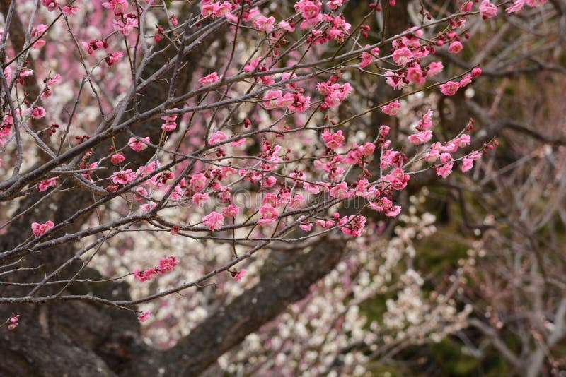 Japanese plum blossoms stock photo. Image of blossom - 139608626