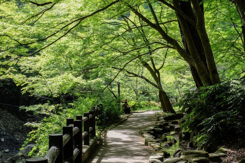 Japan zen path stock photo. Image of green, calm, japanese - 14030612