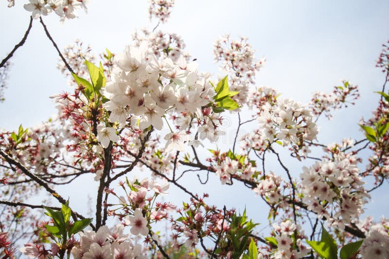 Japan Sakura Flower, Spring at Tokyo Japan Stock Image - Image of ...