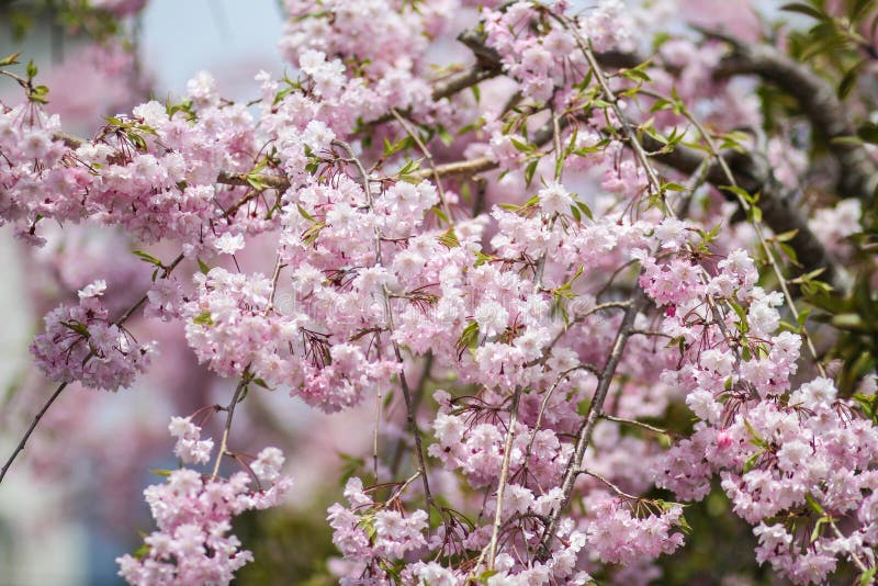 Japan Sakura Flower, Spring at Tokyo Japan Stock Image - Image of scene ...