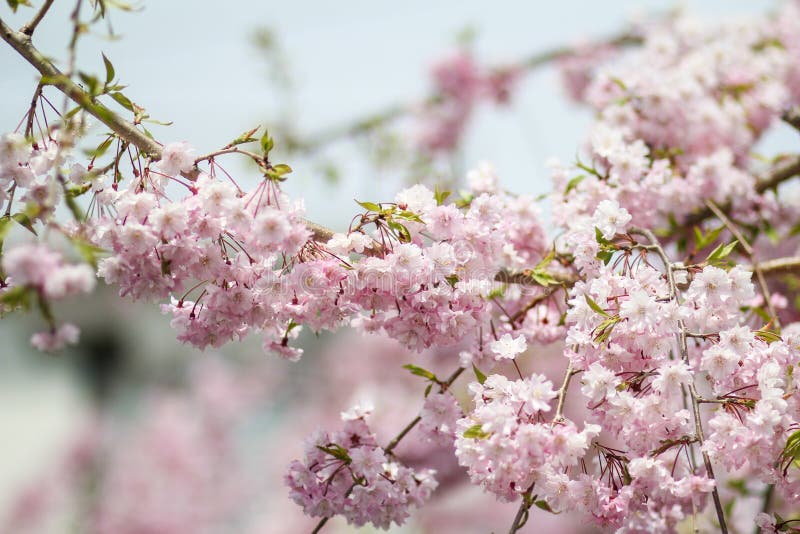 Japan Sakura Flower, Spring at Tokyo Japan Stock Image - Image of scene ...