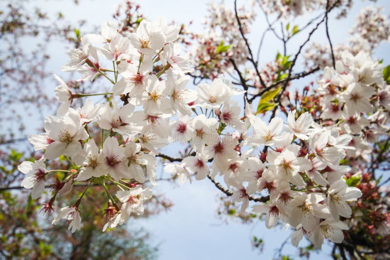 Japan Sakura Flower, Spring at Tokyo Japan Stock Image - Image of ...