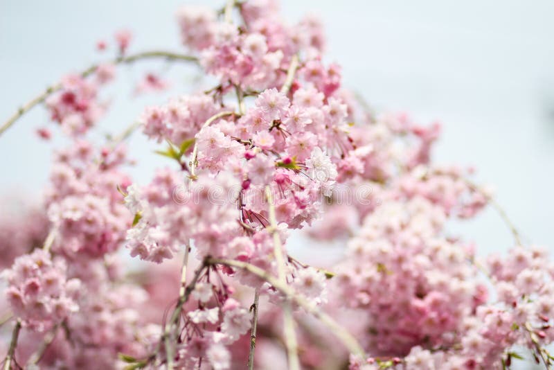 Japan Sakura Flower, Spring at Tokyo Japan Stock Photo - Image of pink ...