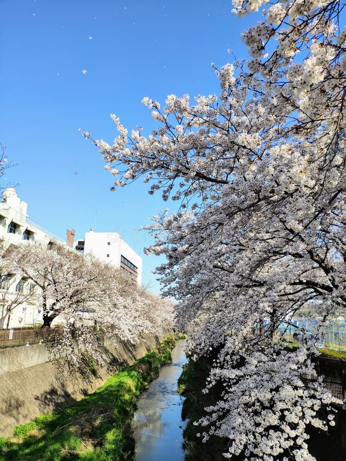 Japan Sakura Inagi-city stock photo. Image of blossom - 228530812
