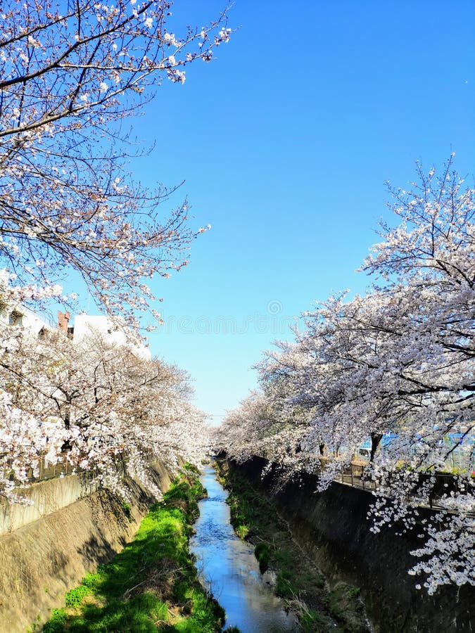 Japan Sakura Inagi-city stock photo. Image of winter - 228530818