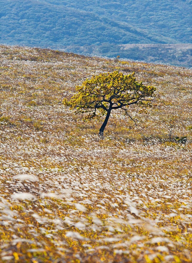 Japan Sea stock photo. Image of color, plant, clean, back - 7129512