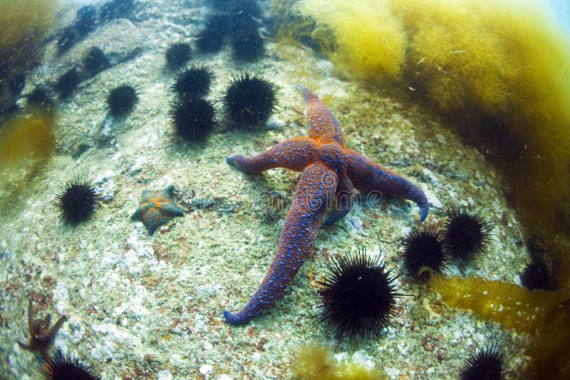 Japan Sea Starfish and Urchins Stock Image - Image of reef, kelp: 9396669