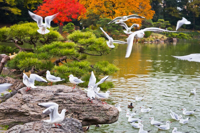 Japan Seagull Flying on the Park Stock Photo - Image of rest, marine ...