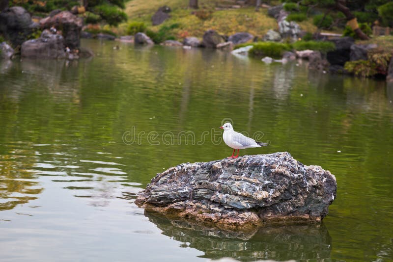 Japan Seagull on the park stock image. Image of marine - 40069235