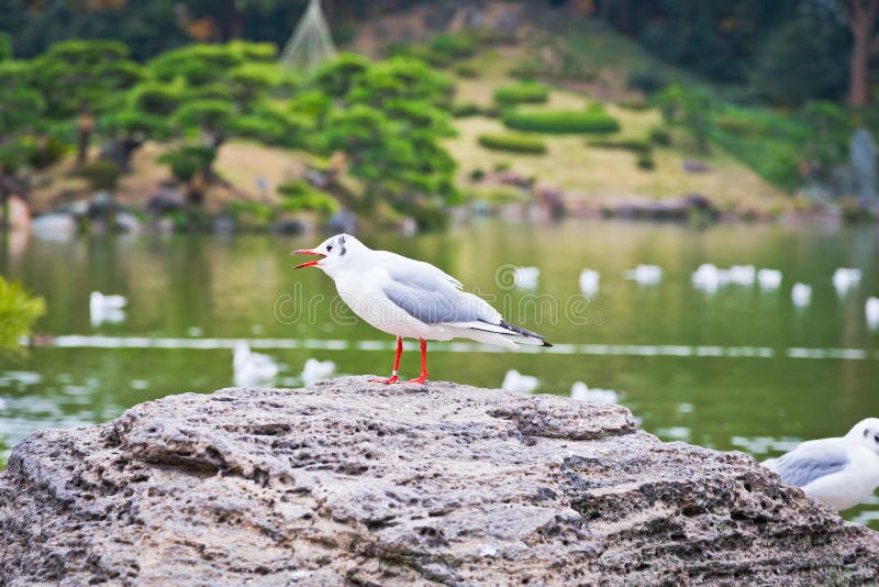 Japan Seagull on the park stock image. Image of marine - 40069235