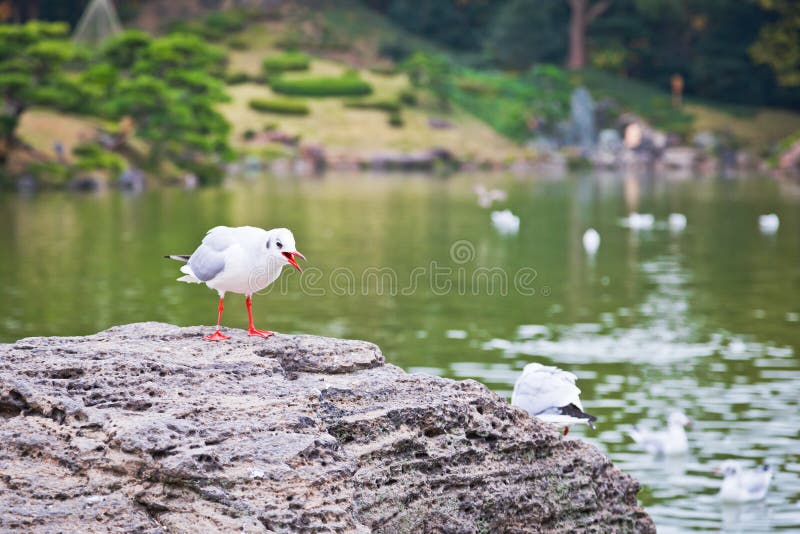 Japan Seagull Talking on the Park Stock Image - Image of seaboard ...