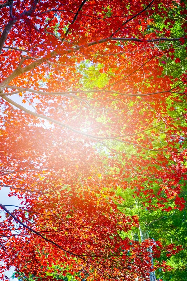 Japan Travel Concepts. Traditional Autumn Red Maple Branches during ...