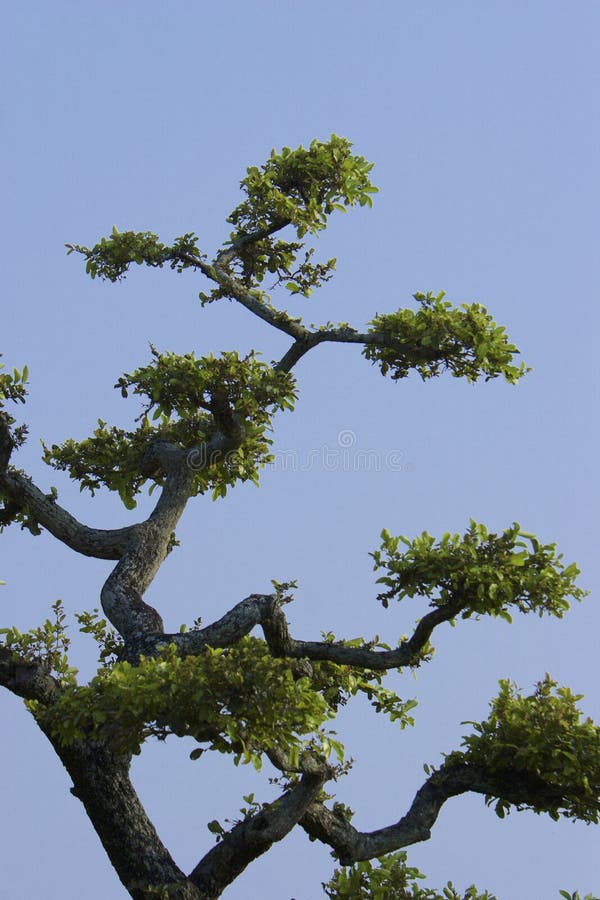 Japan tree branches stock image. Image of card, garden - 70486493