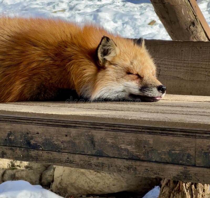Sleeping fox stock photo. Image of japan, animal, lunch - 274490898
