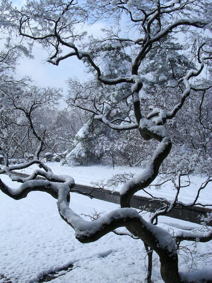 Japanes maple winter stock photo. Image of large, tall - 2095934