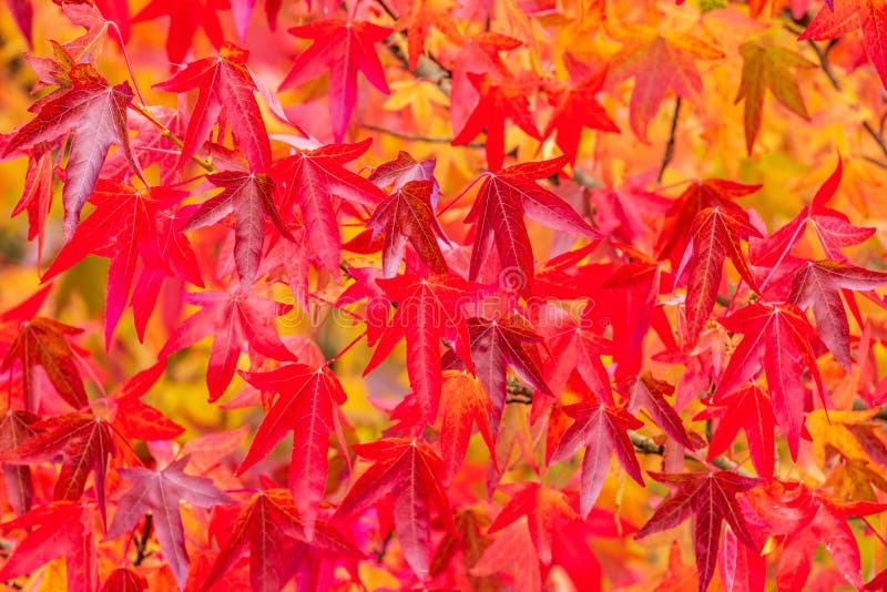 Acer tree stock image. Image of flower, floral, environment - 269532323