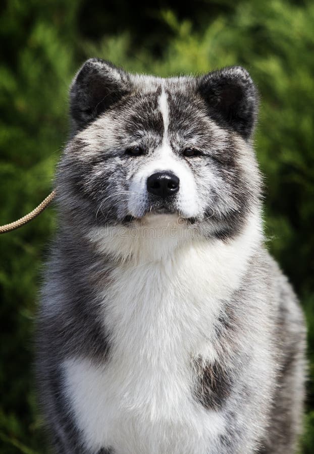 Japanese akita inu dog stock photo. Image of adorable - 153824728