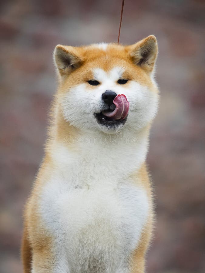 Japanese Akita Inu dog stock image. Image of funny, face - 143082249