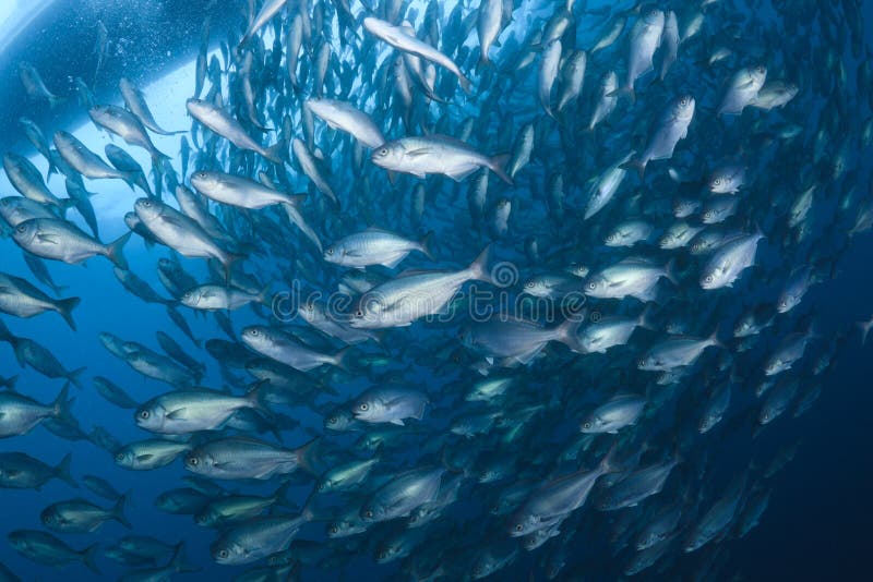 Japanese Amberjack into Butter Fish Bait Ball Stock Photo - Image of ...