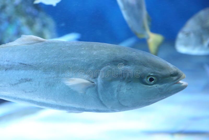 Japanese Amberjack or Five-ray Yellowtail Stock Photo - Image of ...