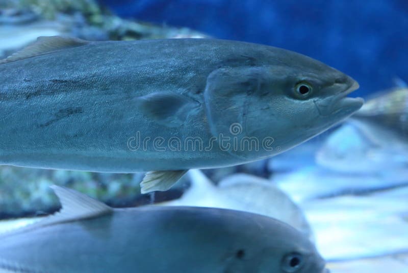 Japanese Amberjack or Five-ray Yellowtail Stock Photo - Image of ...