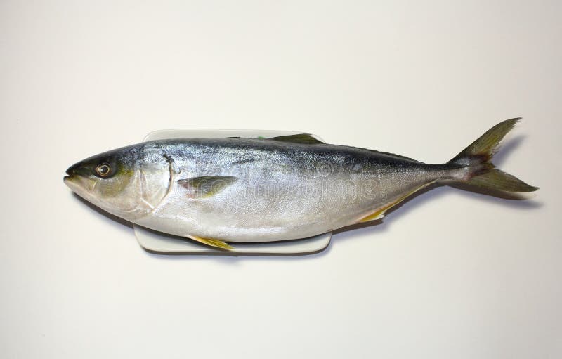 Japanese Amberjack or Yellow Tail Fish Stock Image - Image of asia ...