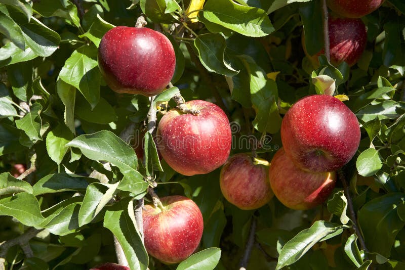 Apple in Japanese orchard stock photo. Image of natural - 101842680