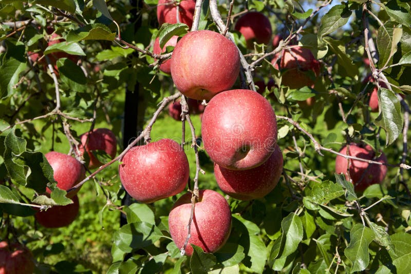 Apple in Japanese orchard stock image. Image of branch - 101842777