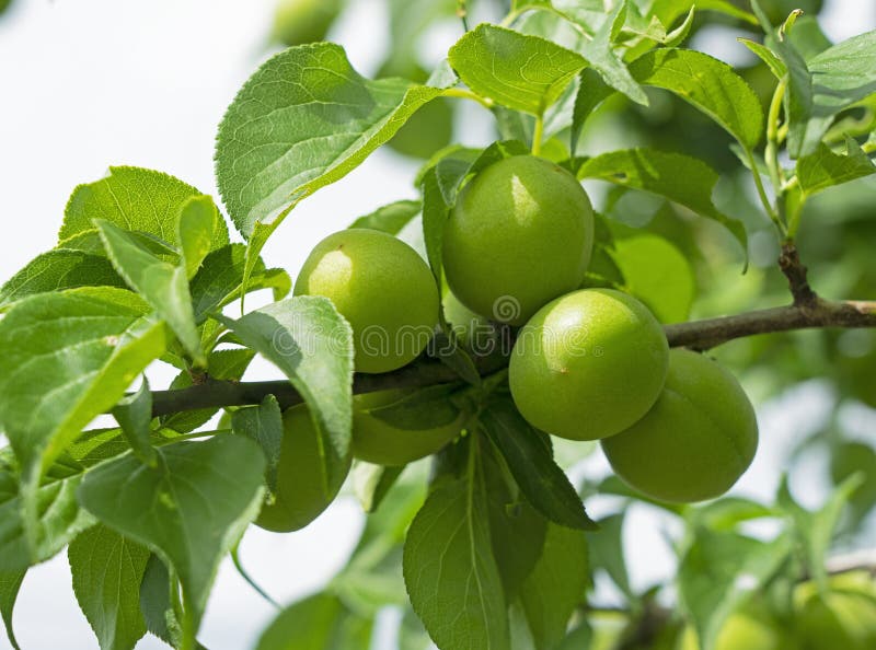 Japanese Apricot Fruit on a Tree Stock Image - Image of close, clear ...