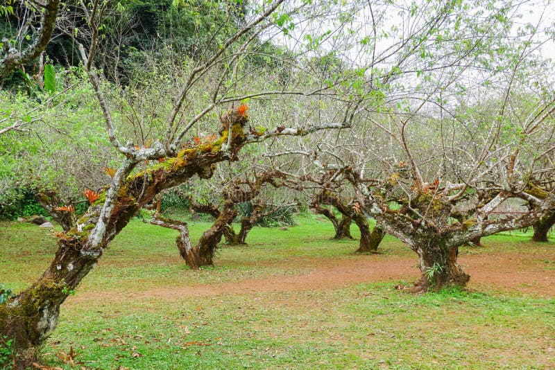 Japanese Apricot tree stock image. Image of leaf, shrub - 230918065