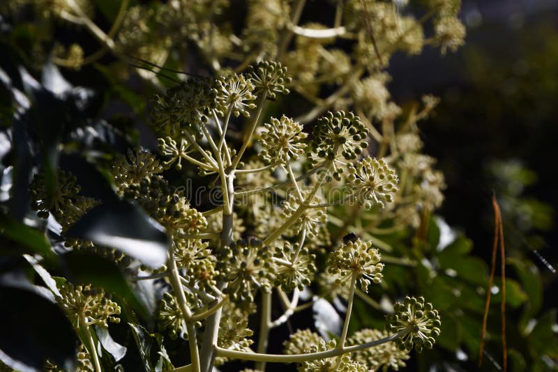 Japanese aralia flowers. stock image. Image of detail - 237242203