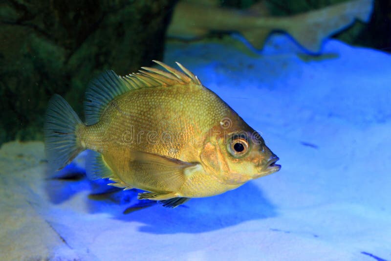 Japanese armorhead stock photo. Image of asia, boarfish - 42835530
