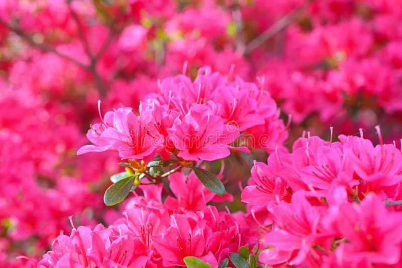 Japanese Azalea flowers stock photo. Image of beautiful - 70882856