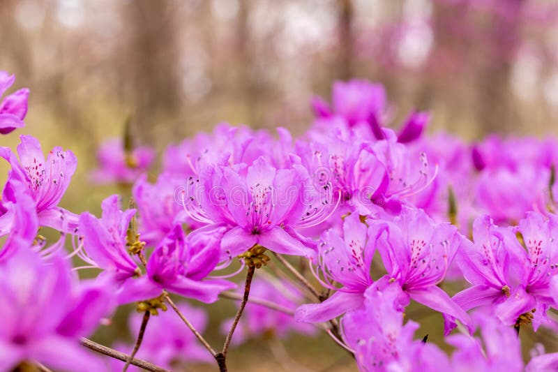 Beautiful Spring Japanese Azalea Flowers in the Forest. Stock Image ...