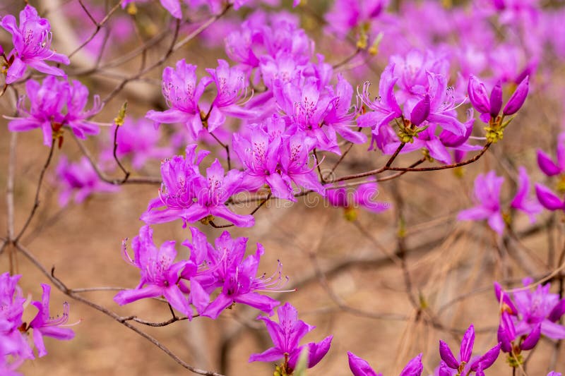 Beautiful Spring Japanese Azalea Flowers in the Forest. Stock Photo ...