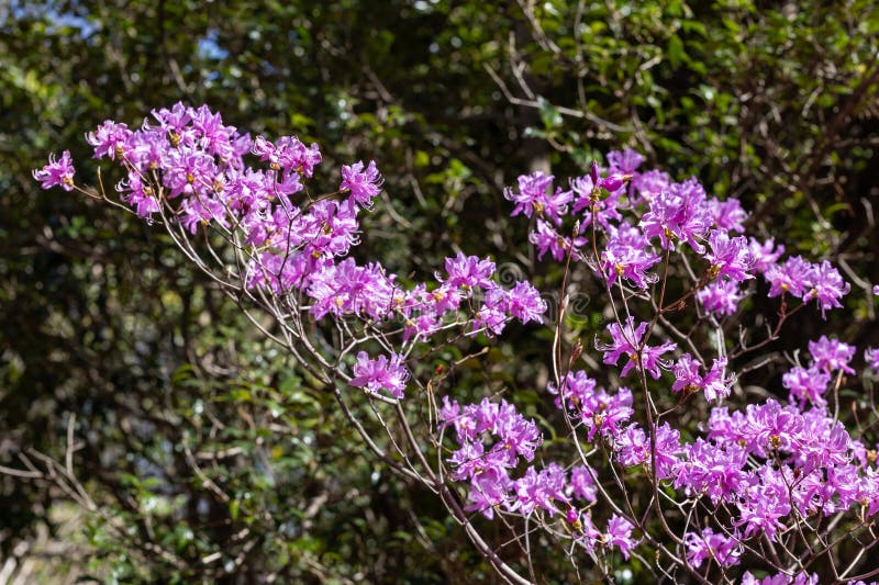 Beautiful Spring Japanese Azalea Flowers in the Forest. Stock Image ...
