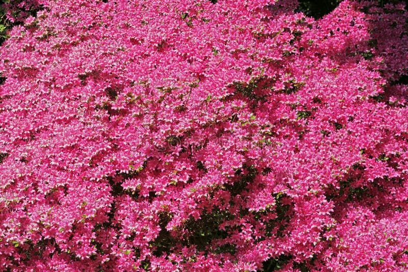 Japanese Azaleas in spring stock photo. Image of pink - 12494154