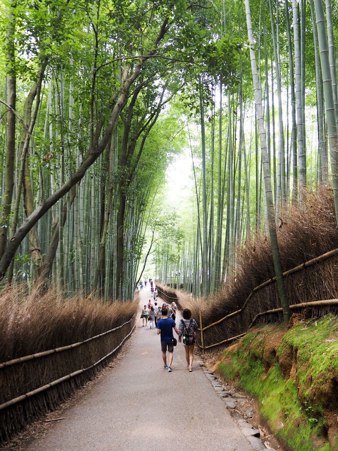 Japanese Bamboo Garden in Nekoemon Cafe Chiang Mai Thailand Editorial ...