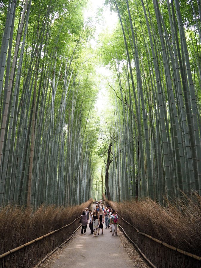 Japanese bamboo forest editorial image. Image of desire - 65568990