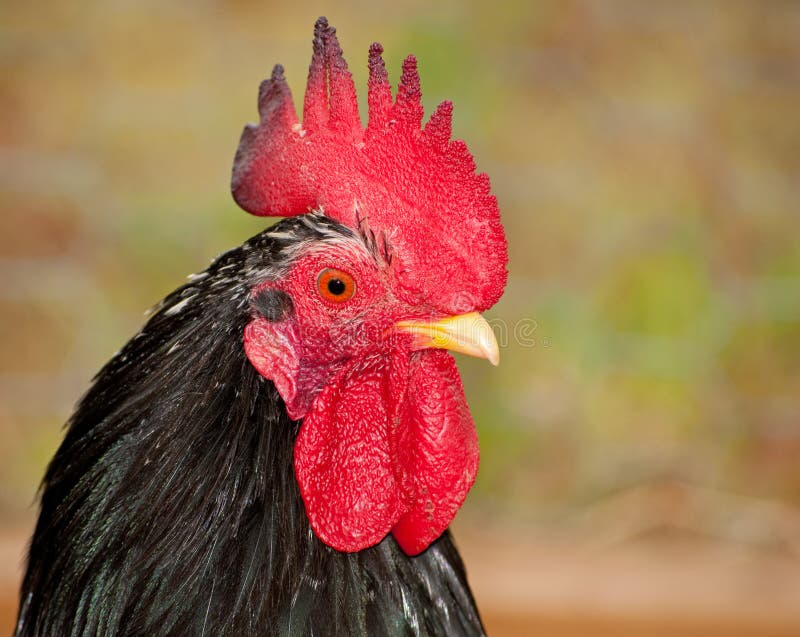 Japanese bantam rooster stock image. Image of beak, spotted - 26874171