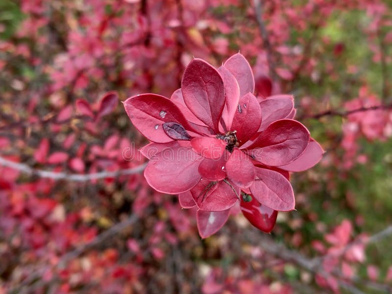 Japanese Barberry Plant in Autumn Stock Photo - Image of colors, color ...