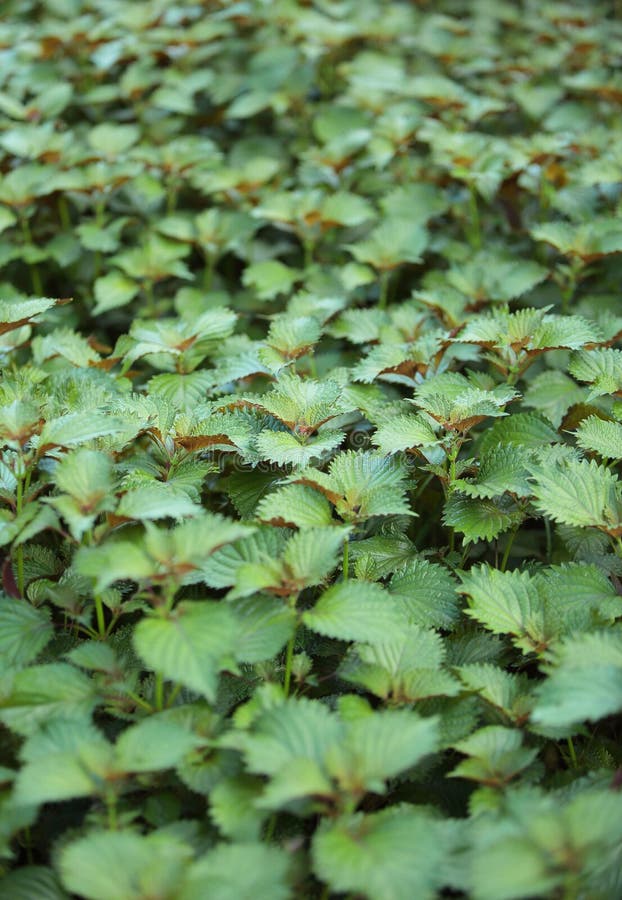 Japanese basil stock image. Image of coleus, basil, botanic - 37931131