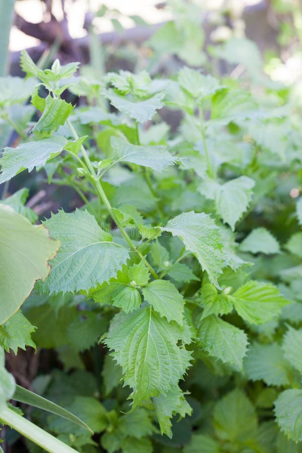 Japanese Basil Also Known As Shiso Stock Photo - Image of cooking ...