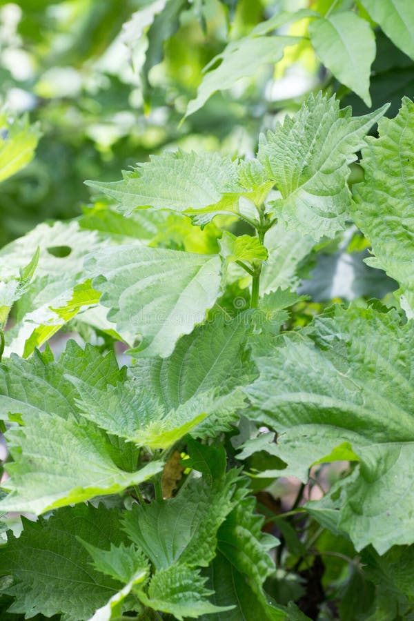 Japanese Basil Called Shiso Stock Photos - Free & Royalty-Free Stock ...