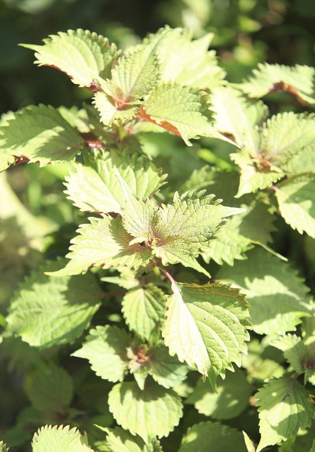Purple perilla stock image. Image of herb, perilla, japanese - 20947581