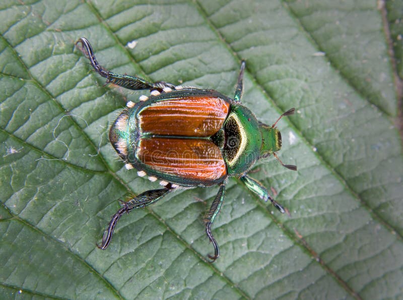 Japanese Beetle stock image. Image of color, biology - 10045645